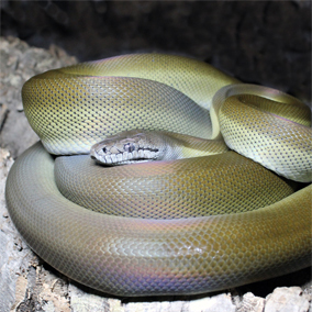 Cold Blood Creations Collection